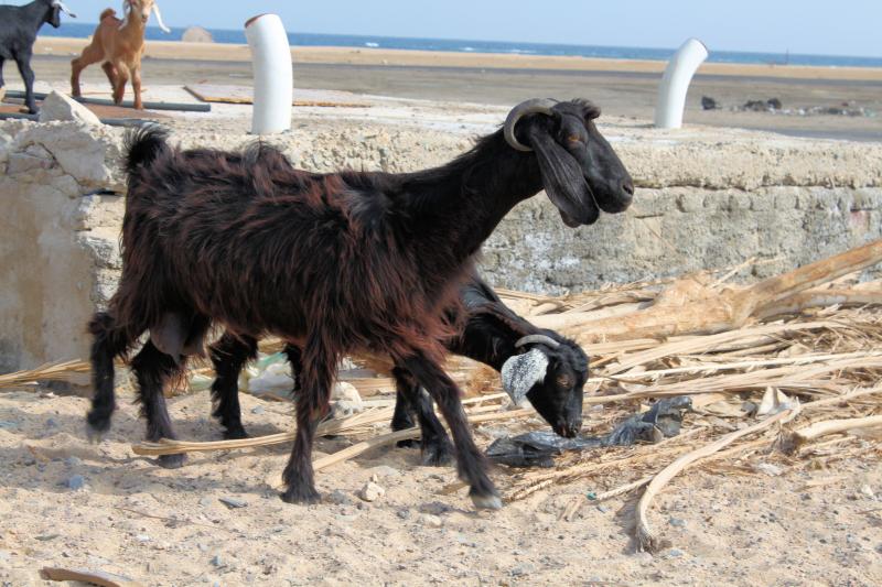 How African Goats Influenced America's Breeds - Goat Journal